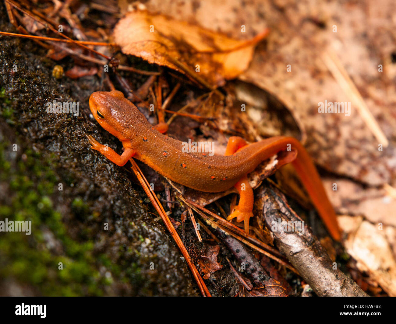 A Red-spotted newt, found in the waters of Catamount State Forest, is ...