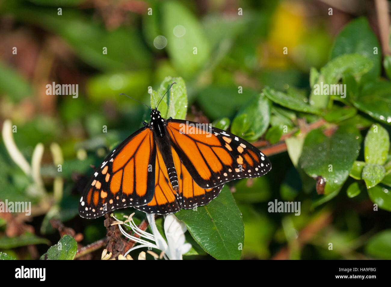 The U.S. Fish and Wildlife Service's Monarch Butterfly Photo Contest ...