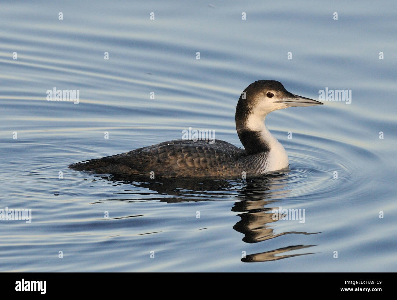 The Common Loon, a species known for its distinctive call, is spotted ...