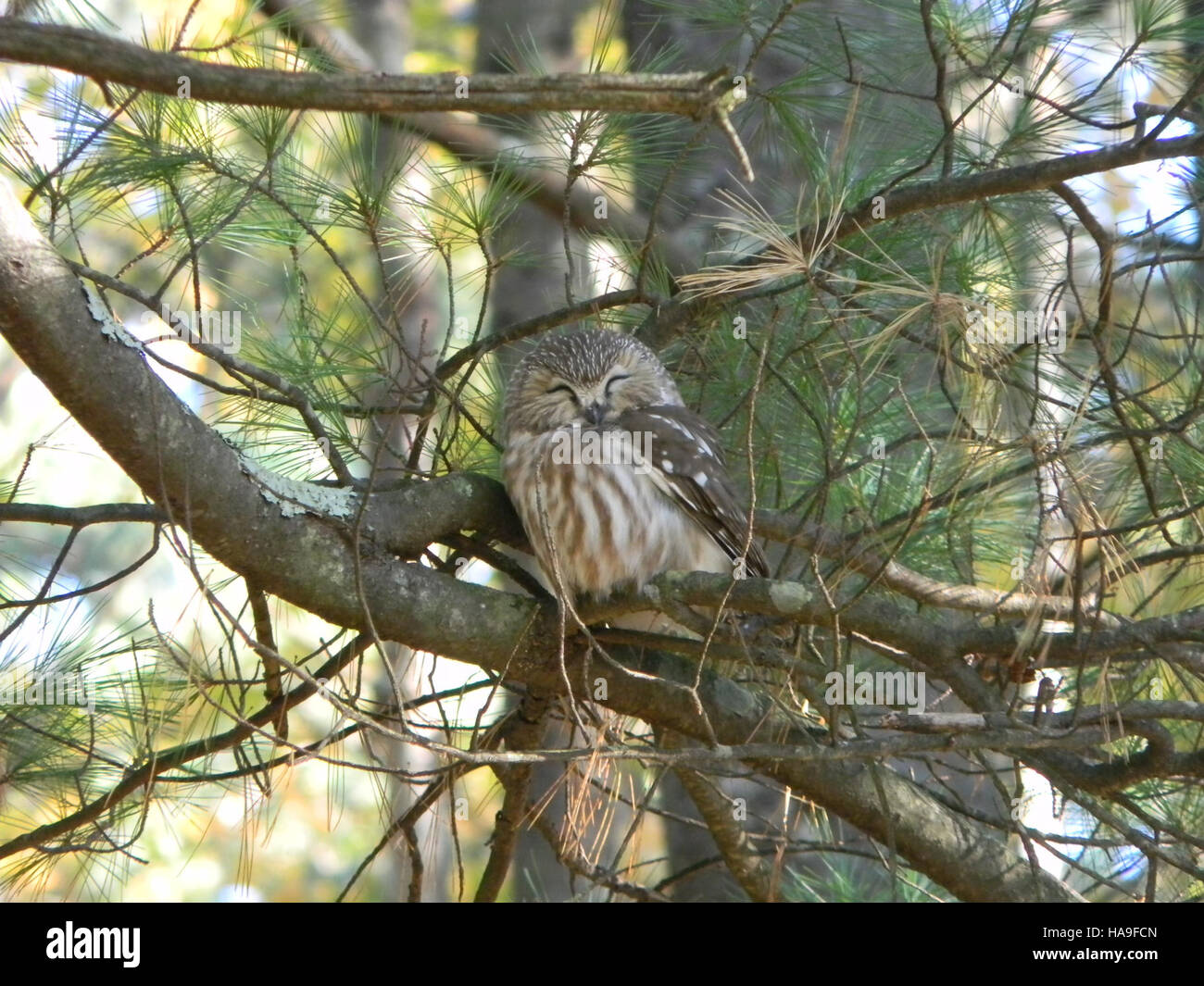 The Northern Saw-whet Owl, photographed in a U.S. national park, is a ...