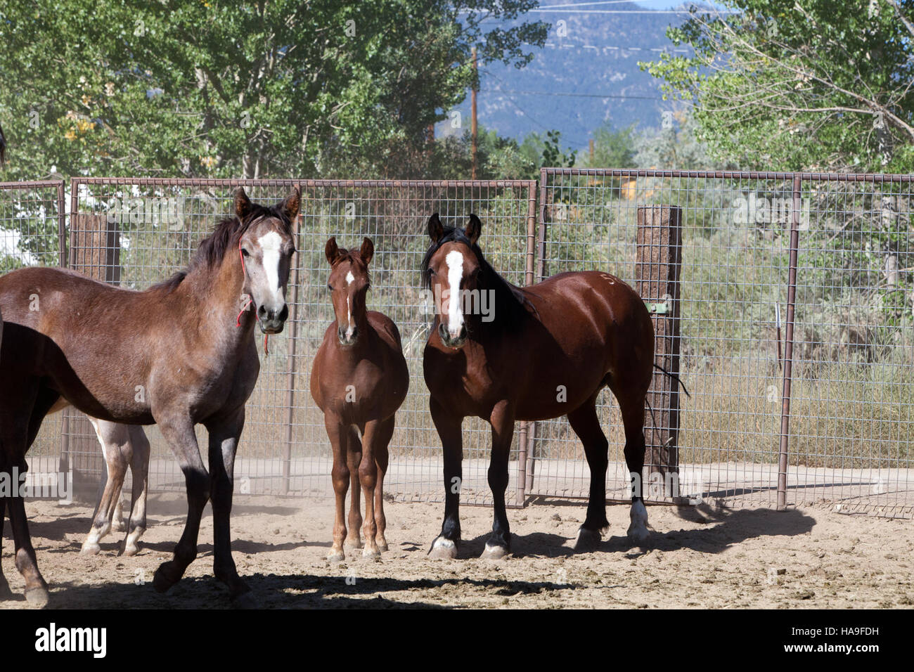 Mare is a key figure within the ecosystem of Nevada’s National Park. It ...