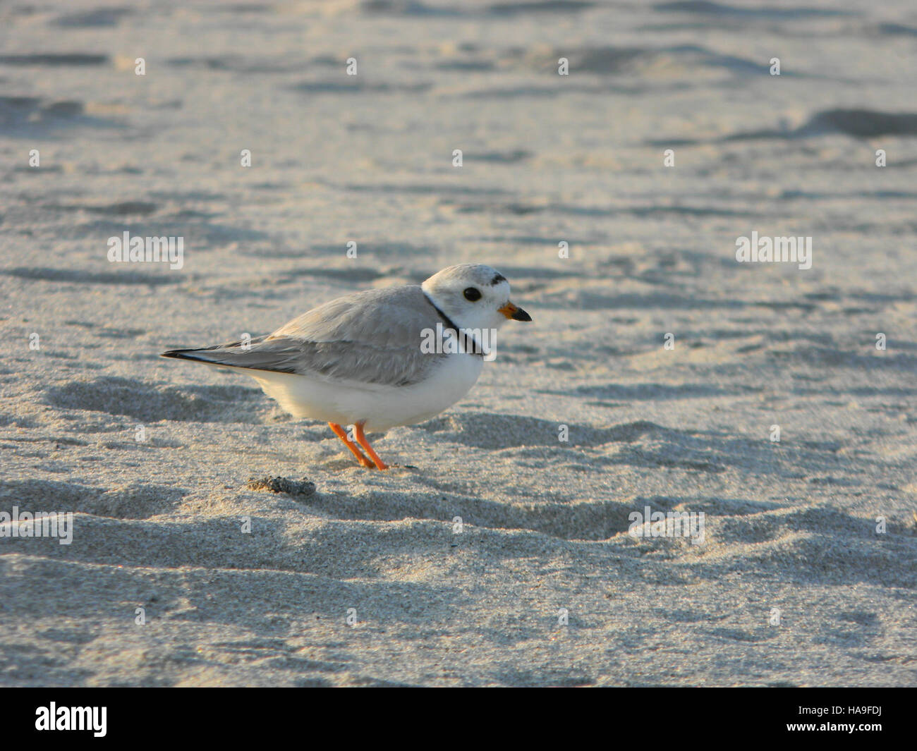 The Piping Plover, a threatened shorebird species, is observed in its ...