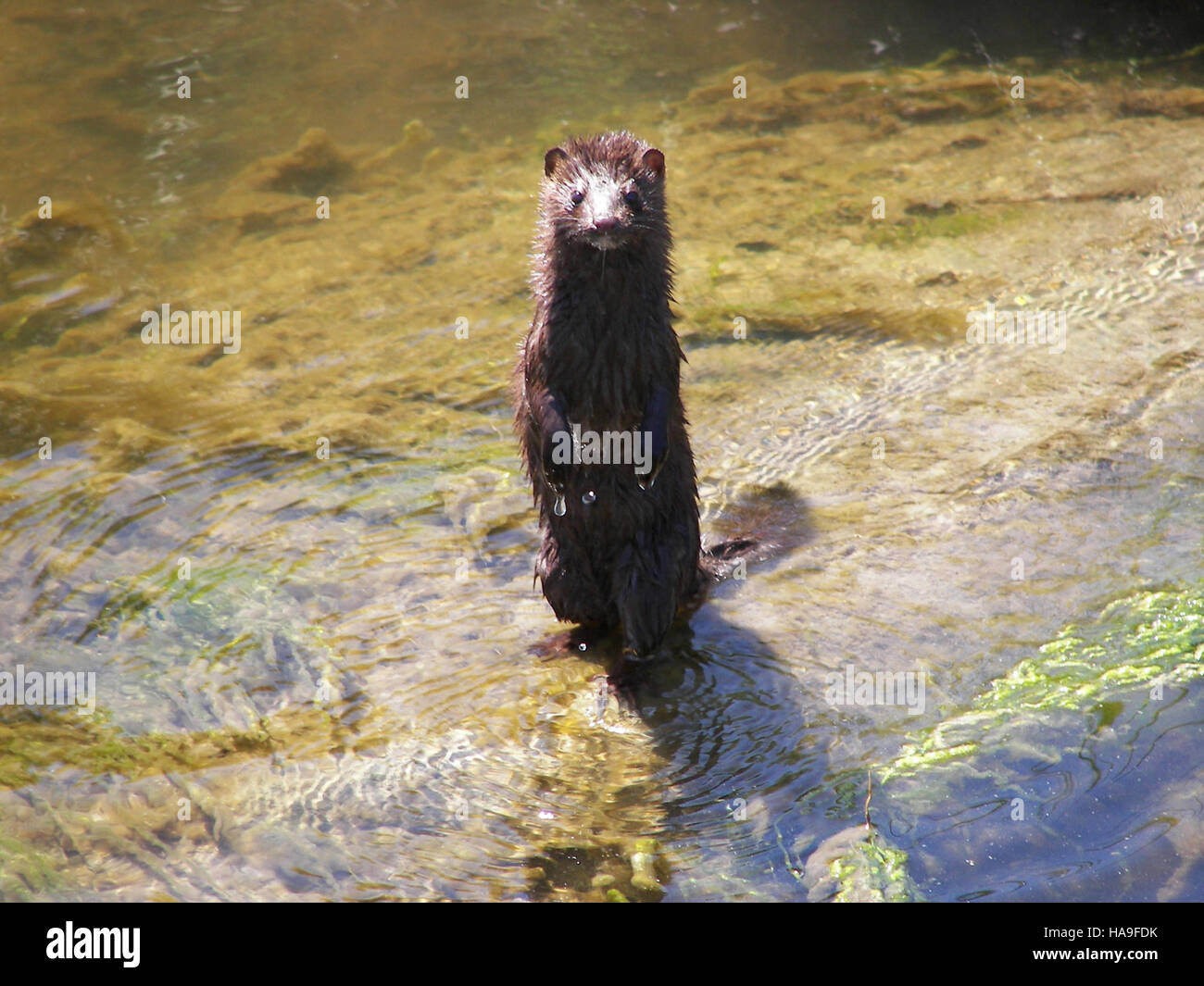The mink population at Rachel Carson National Wildlife Refuge ...