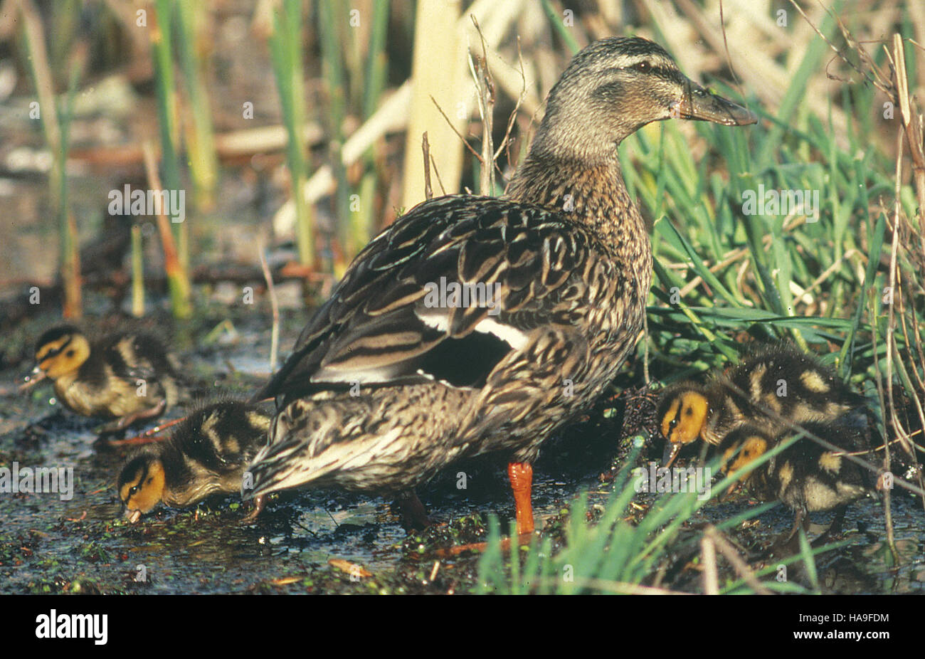 The photo of a female Mallard and her brood highlights the importance ...