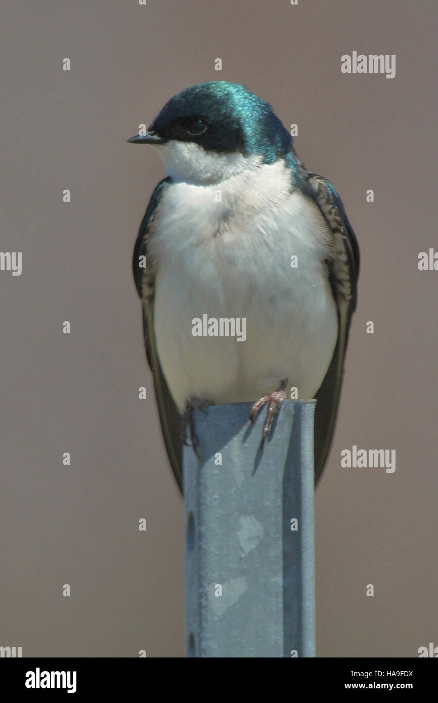 The Tree Swallow, a species commonly found in national parks, is ...