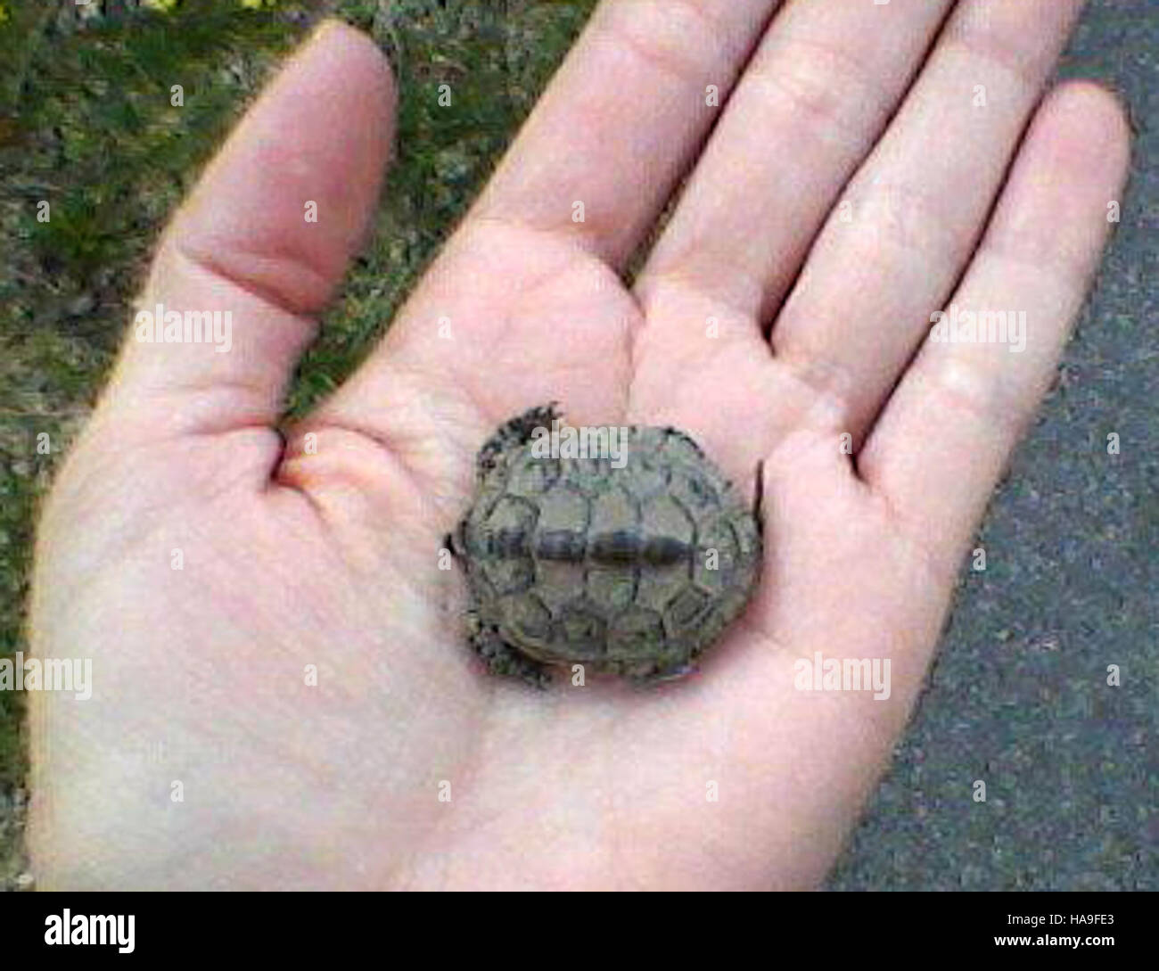 A Diamondback Hatchling in New Jersey’s National Park, showcasing the ...