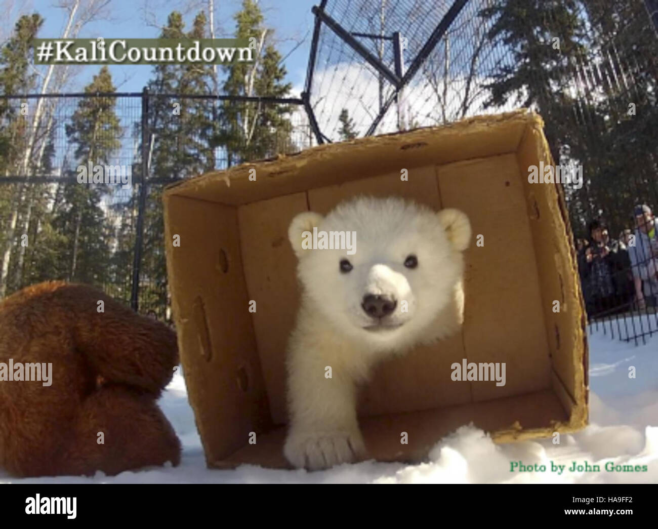 A featured photo of Kali, a wildlife animal, from a national park in ...