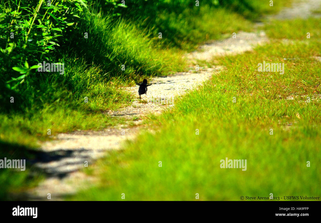 A Virginia Rail chick is seen running along a National Park trail ...