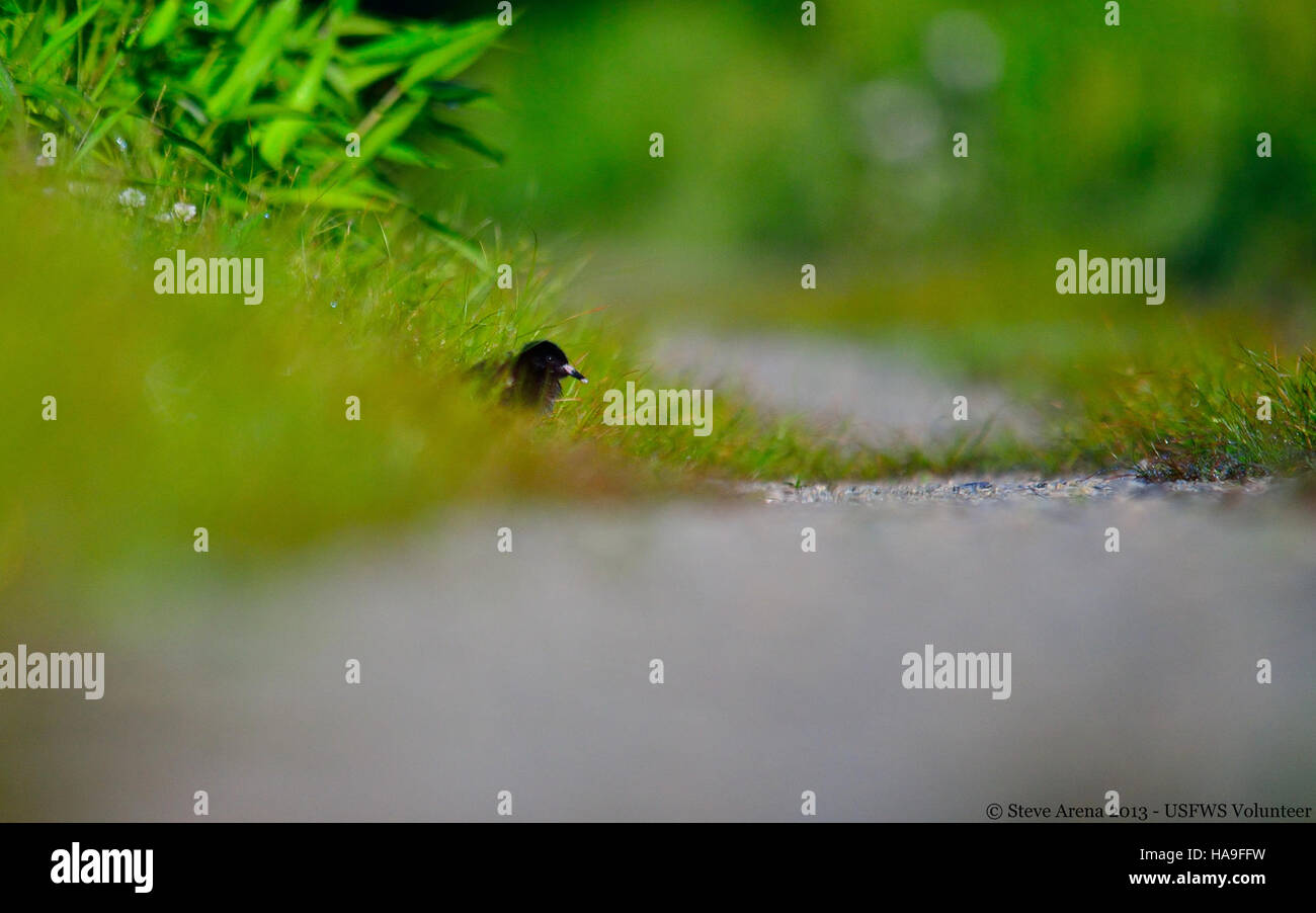 Virginia rail in wetland hi-res stock photography and images - Alamy