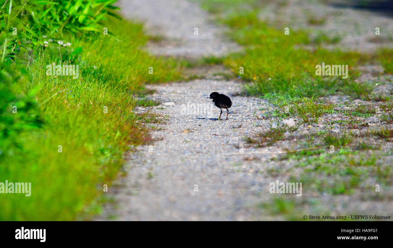 A newborn Virginia Rail chick, a marsh bird species, is seen in its ...