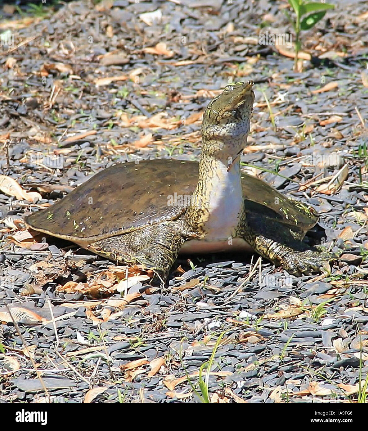 The Spiny Softshell Turtle, native to various national parks, thrives ...