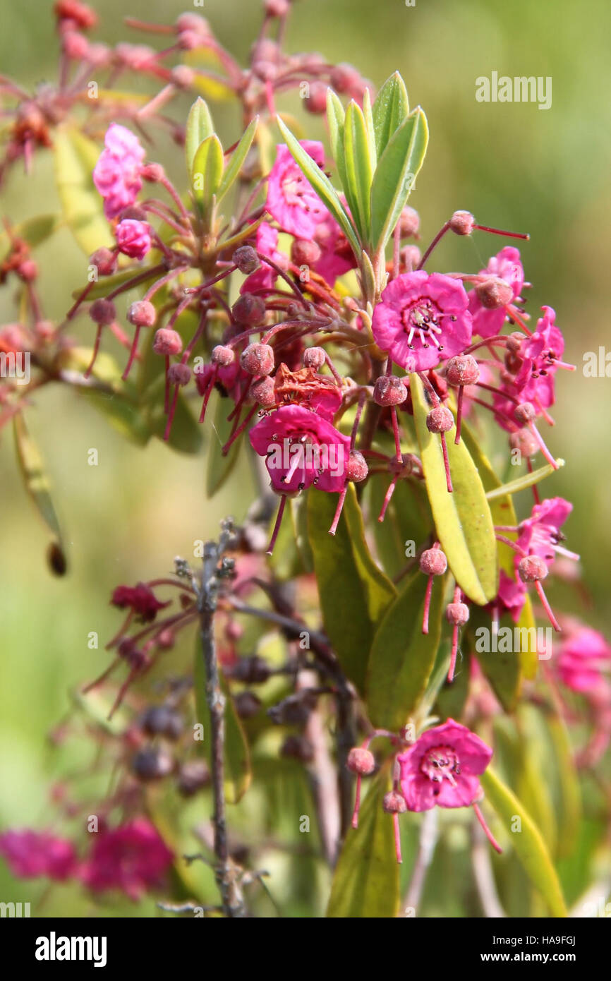 Sheep laurel hi-res stock photography and images - Alamy