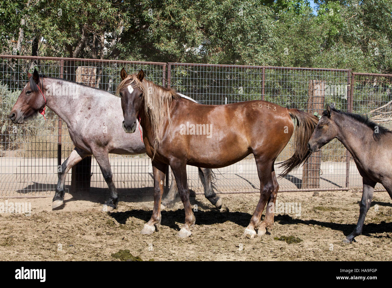 A wild mare from the Bureau of Land Management's Nevada Calico Wild ...