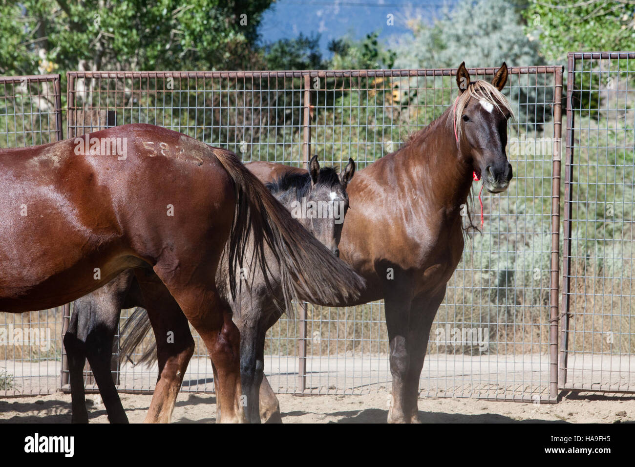 This image captures a wild mare in the Nevada desert, showcasing the ...
