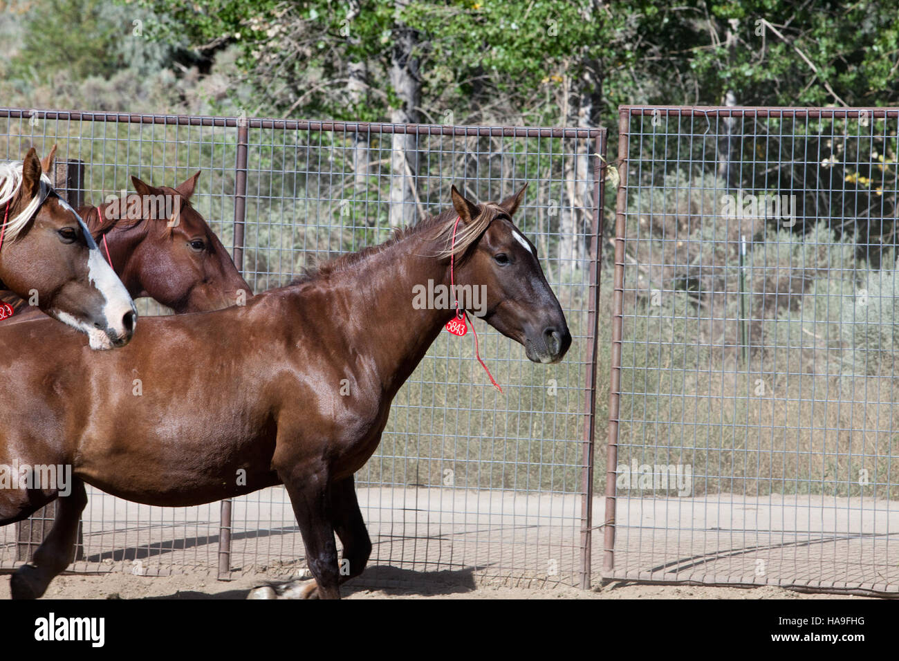 A wild mare is photographed at the Bureau of Land Management-managed ...