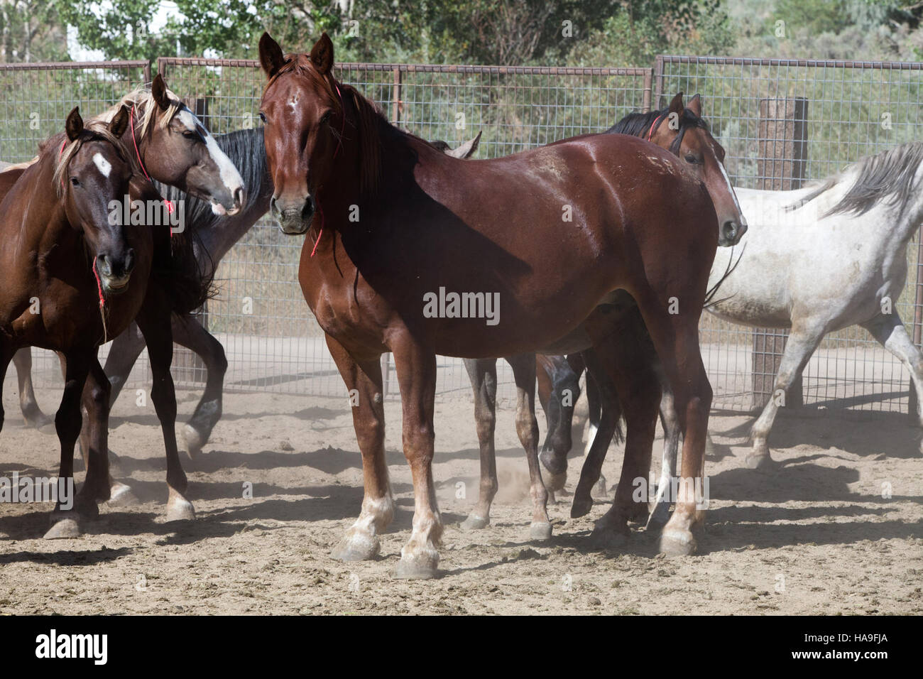 This image highlights a wild mare captured by BLM Nevada, showcasing ...