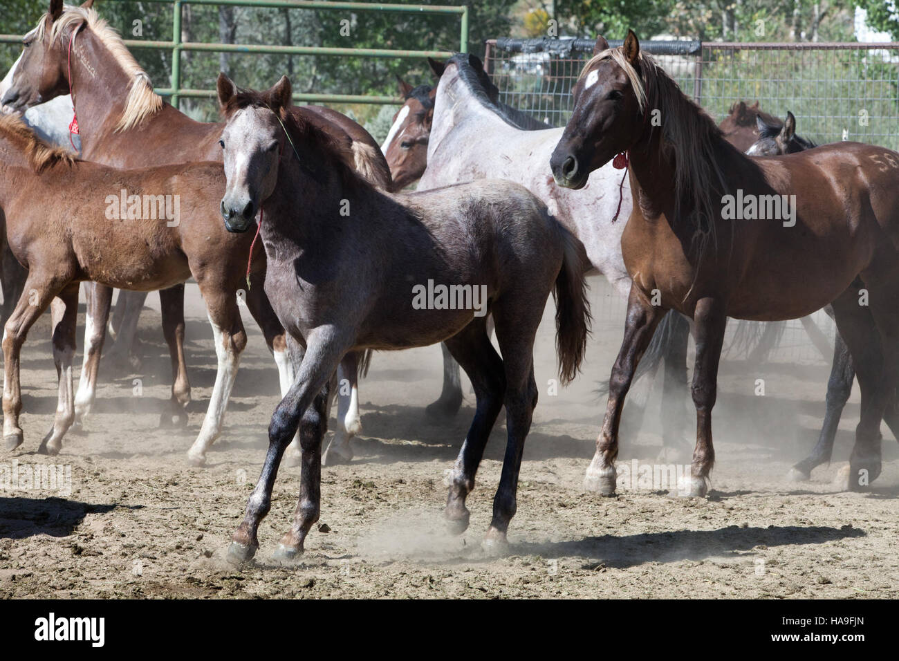 A photo of a female foal captured in Nevada’s Bureau of Land Management ...