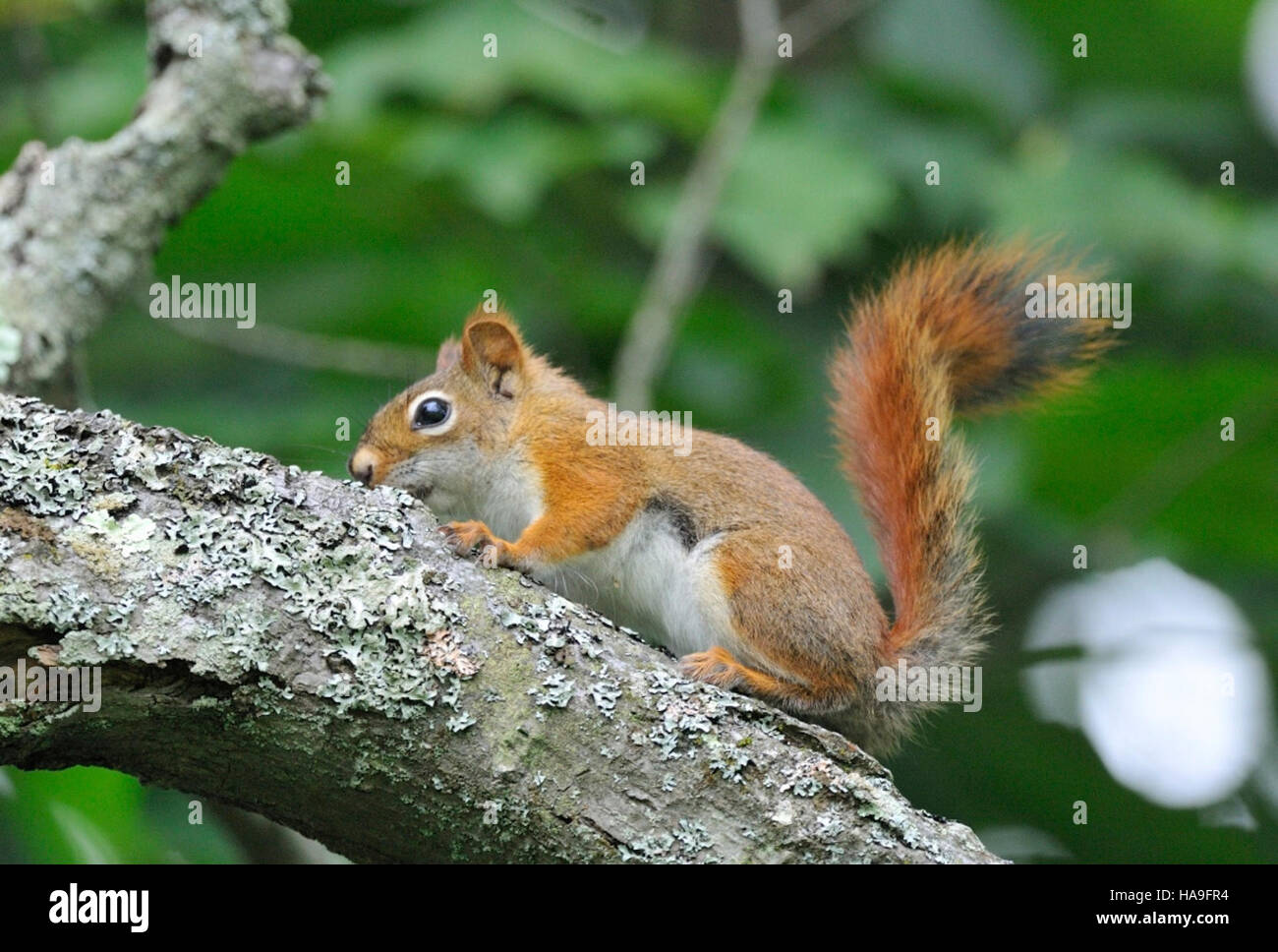 usfwsnortheast 9451993038 Photo of the Week - American Red Squirrel (MA ...