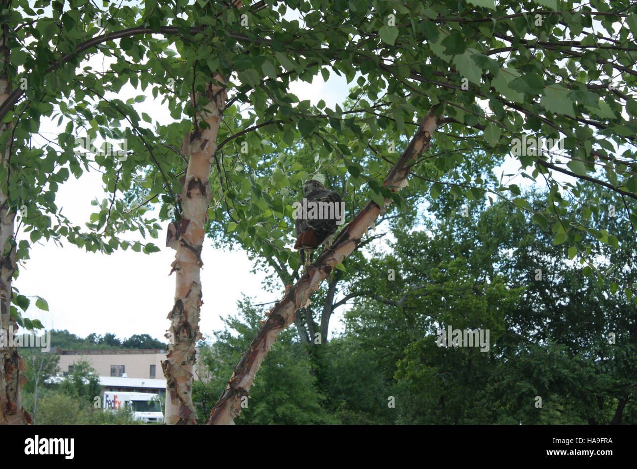 A red-tailed hawk perches on a tree in a national park, offering a ...