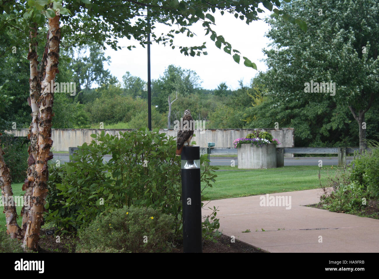 A Red-tailed Hawk perches on a light post in a national park ...