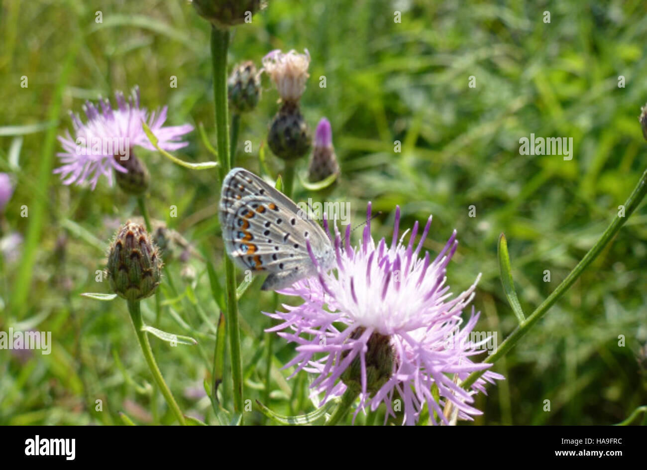 usfwsnortheast 9547454135 Photo of the Week - Karner Blue Butterfly (NY ...