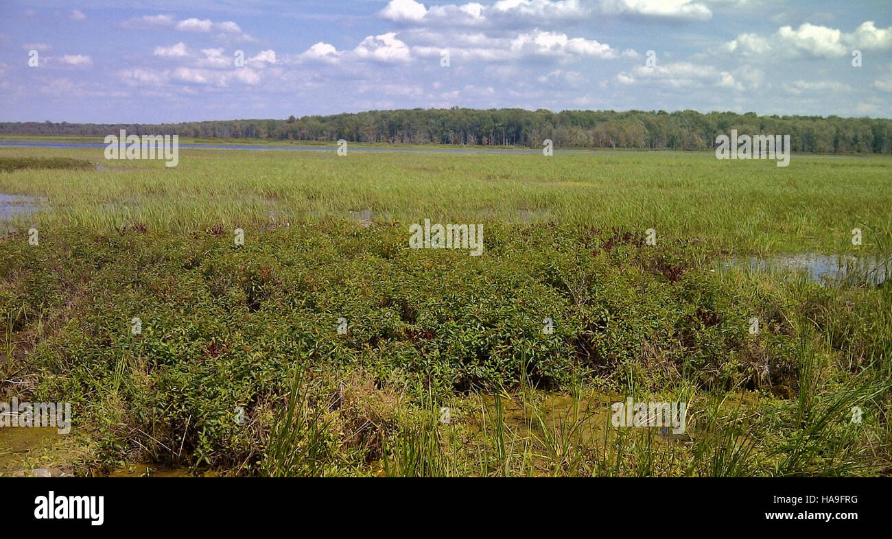 Cabot-Clark Marsh in the northeastern U.S. is an important wetland ...