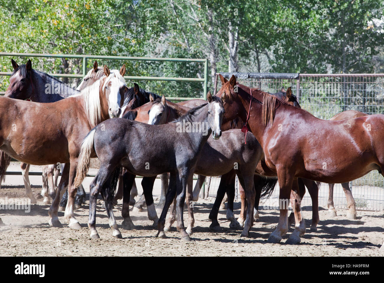A foal, a young male gelding, is shown in a national park, representing ...
