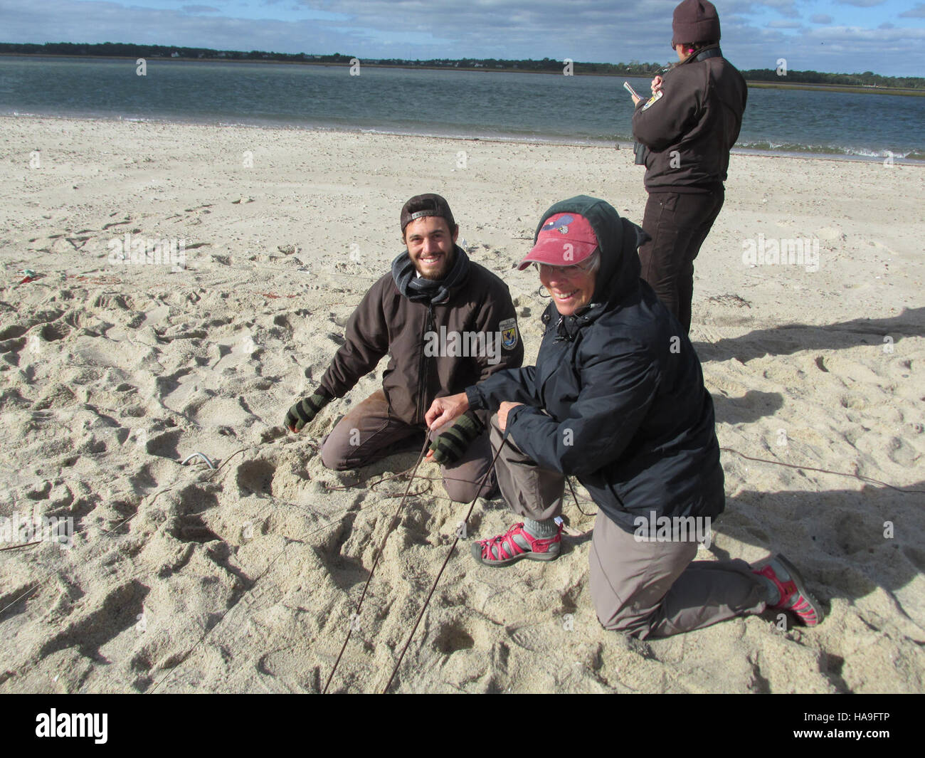 usfwsnortheast 9954903824 Red knot cannon netting in Cape Cod Stock ...