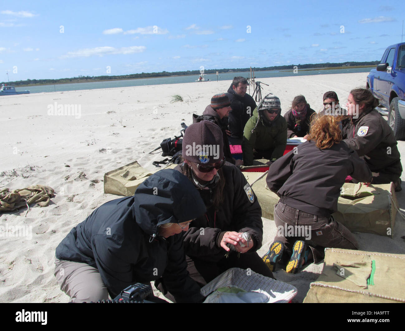 This image shows the use of cannon netting to capture red knots in Cape ...