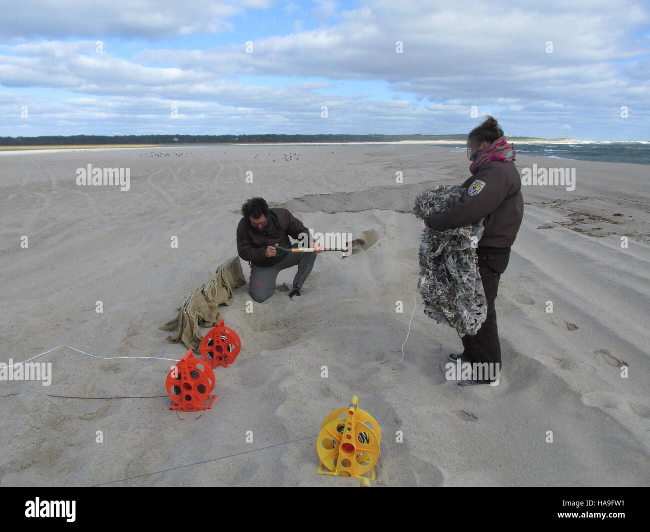 usfwsnortheast 9954997373 Red knot cannon netting in Cape Cod Stock ...