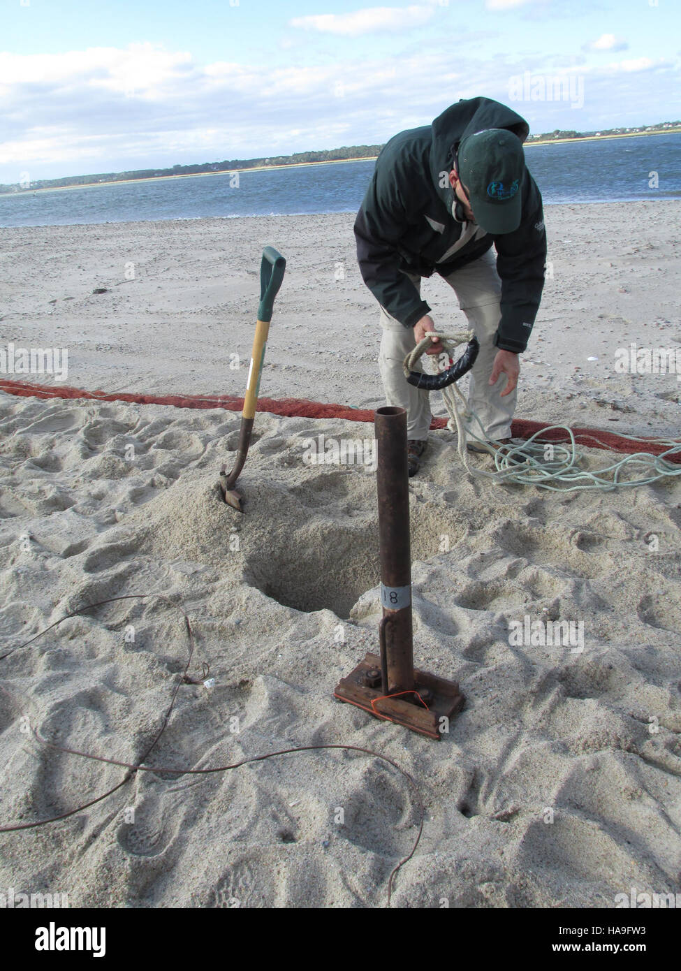 Red knot shorebirds are captured for research through cannon-netting in ...