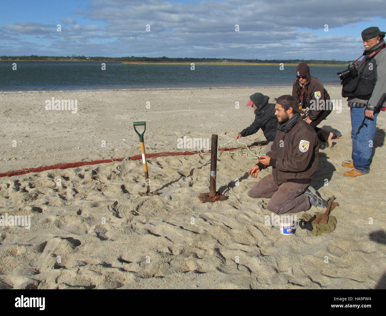 Cannon-netting efforts were conducted on Cape Cod to safely capture and ...