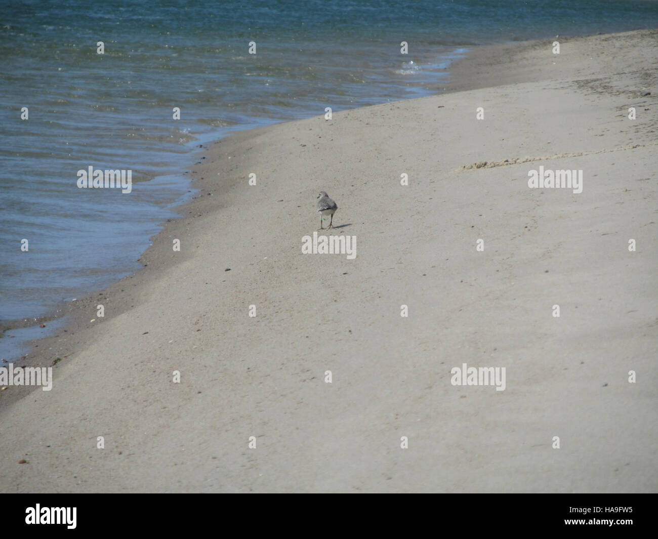 Red knots, migratory shorebirds, are captured for research using cannon ...