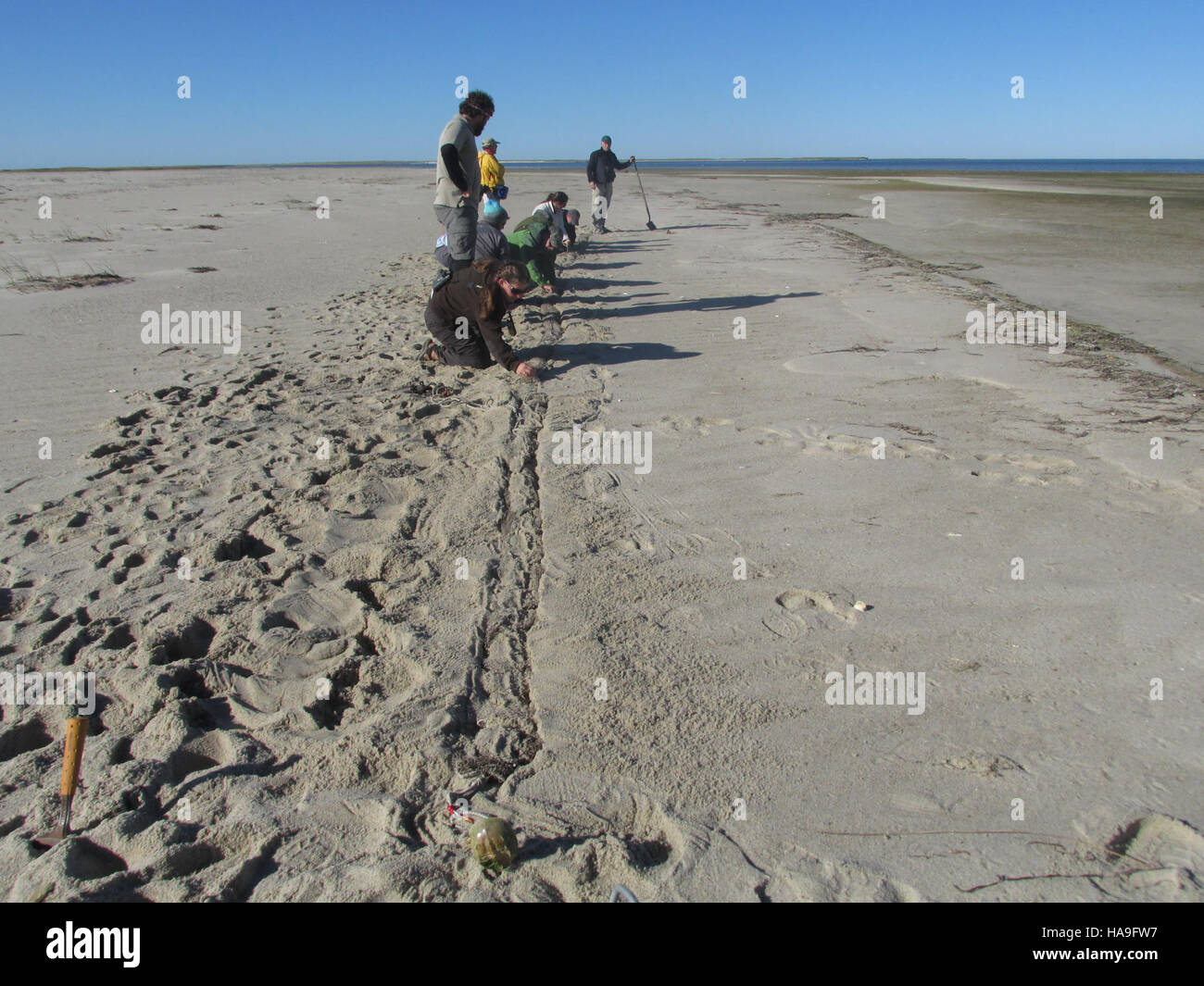 Red Knot cannon netting is a technique used to capture and study Red ...