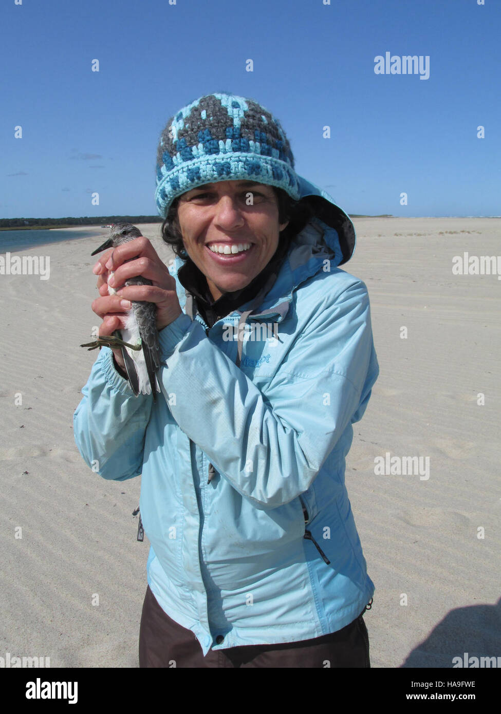 Cannon netting is used by wildlife experts in Cape Cod National Park to ...