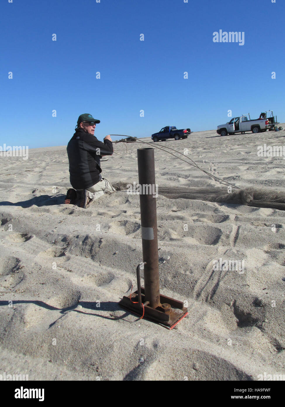 Cannon netting of red knots in Cape Cod National Park is part of ...