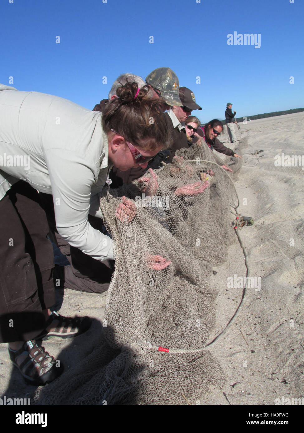 Red knot cannon netting is a method used to capture and study migratory ...