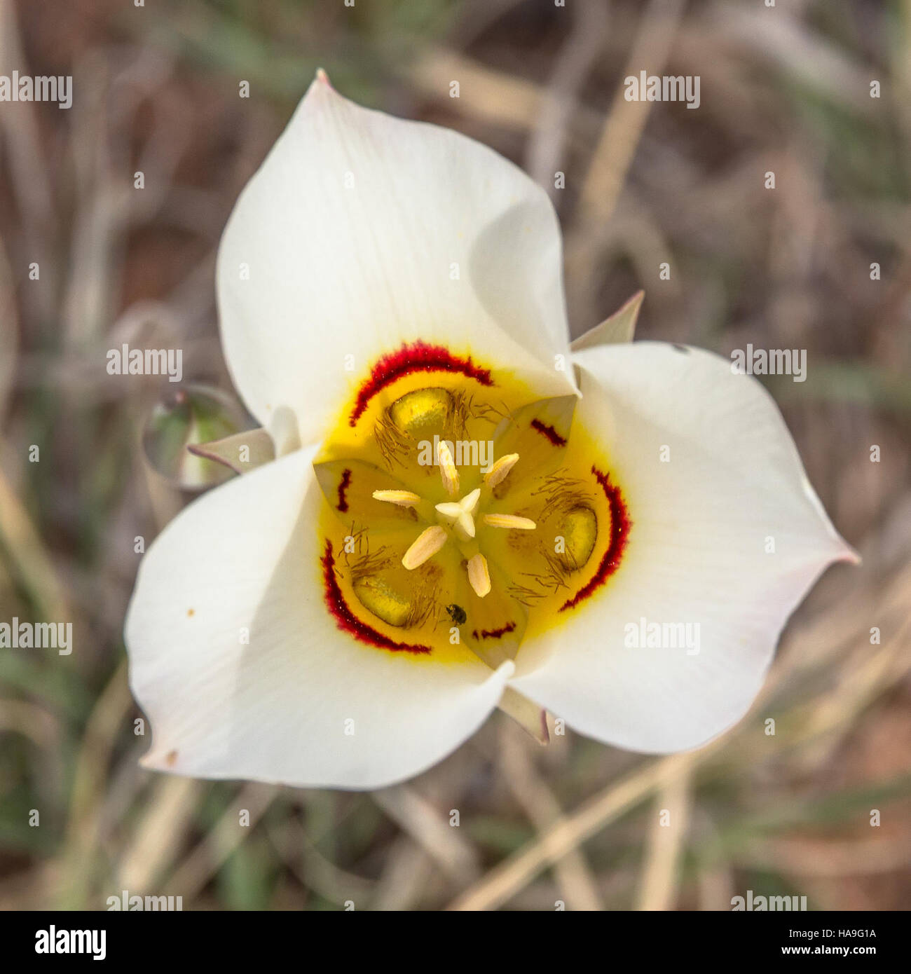 Sego lily hi-res stock photography and images - Alamy