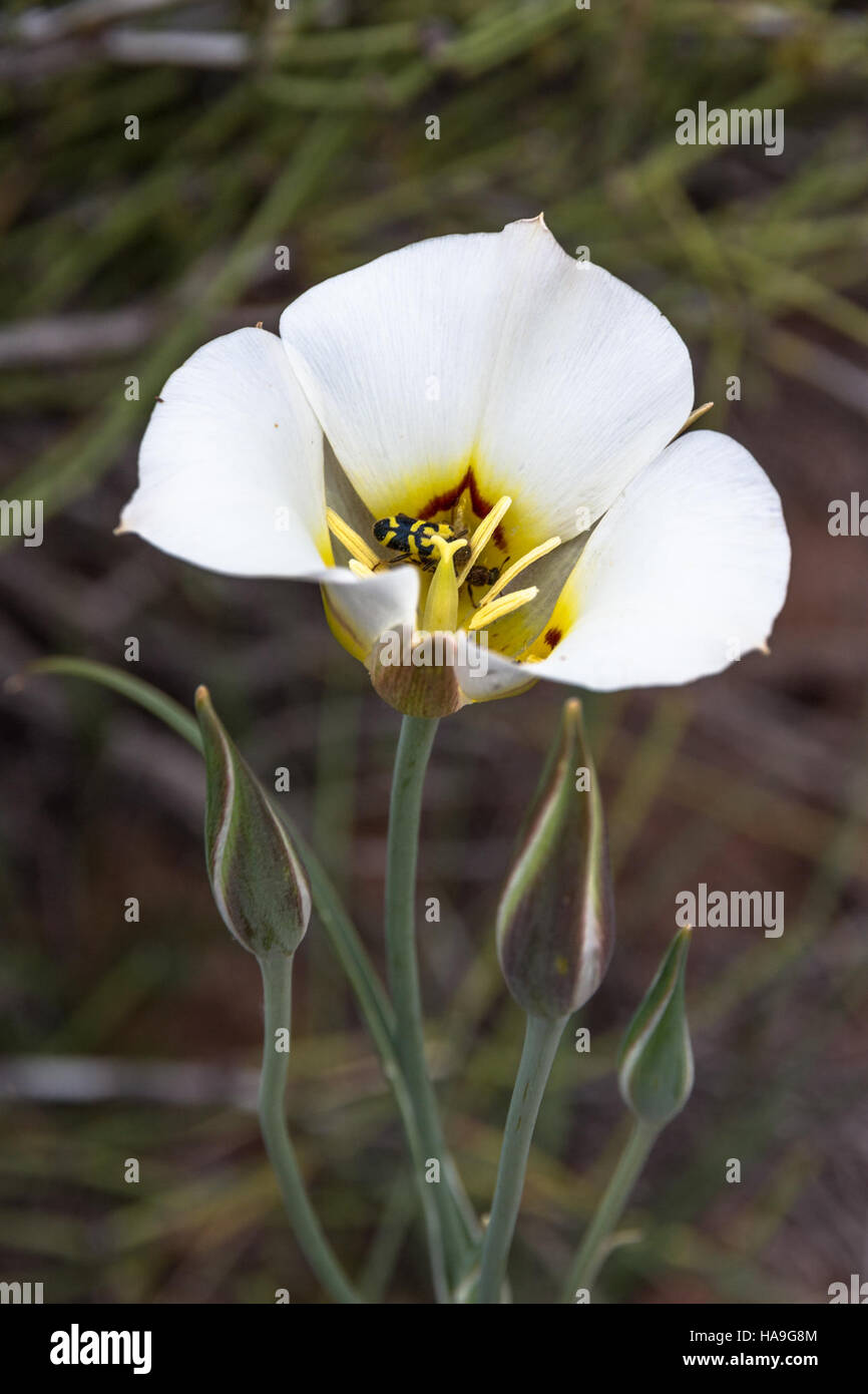 This image features the Sego Lily, a native plant of the Canyonlands ...