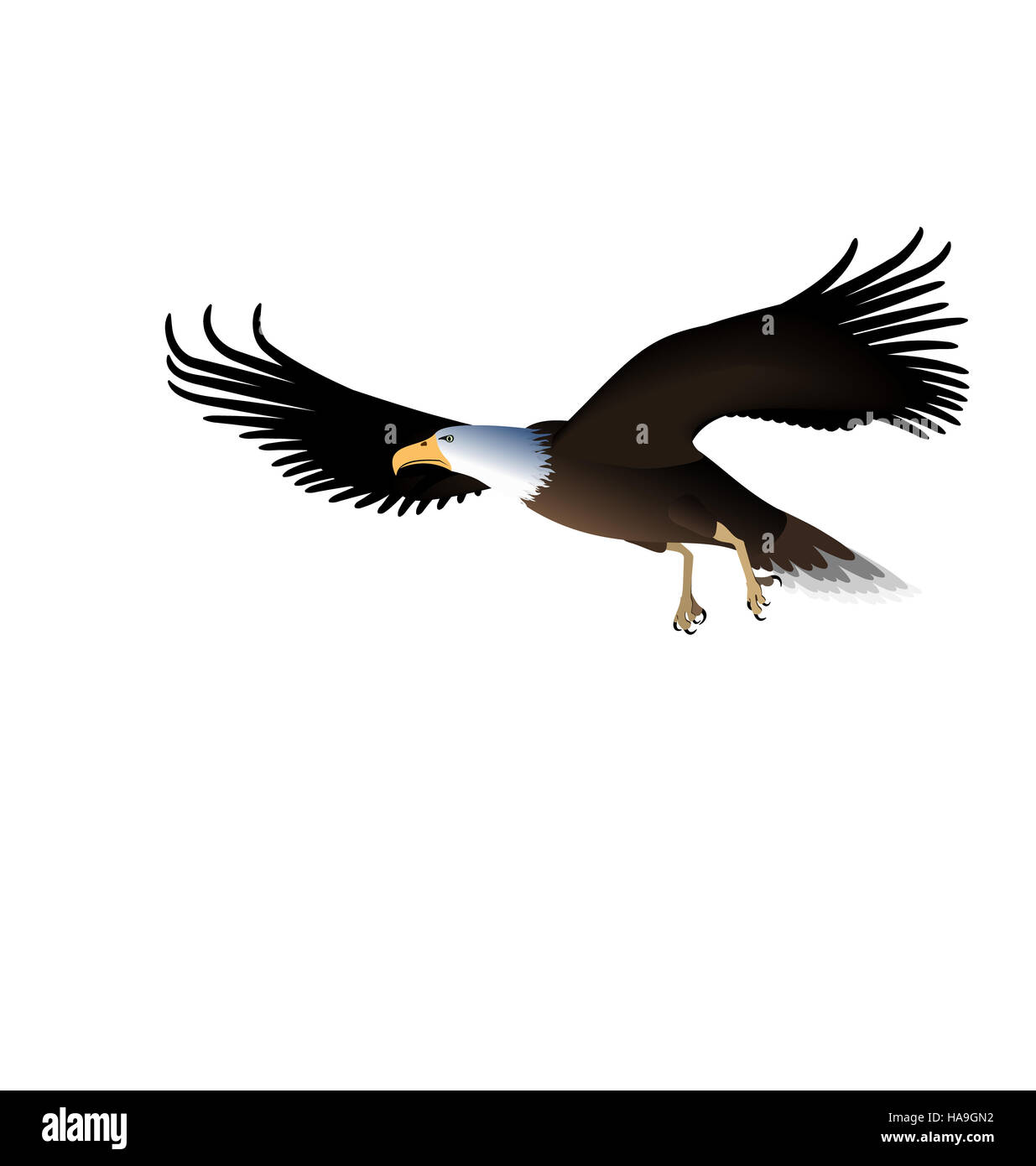 Flying Eagle Isolated on White Background Stock Photo - Alamy