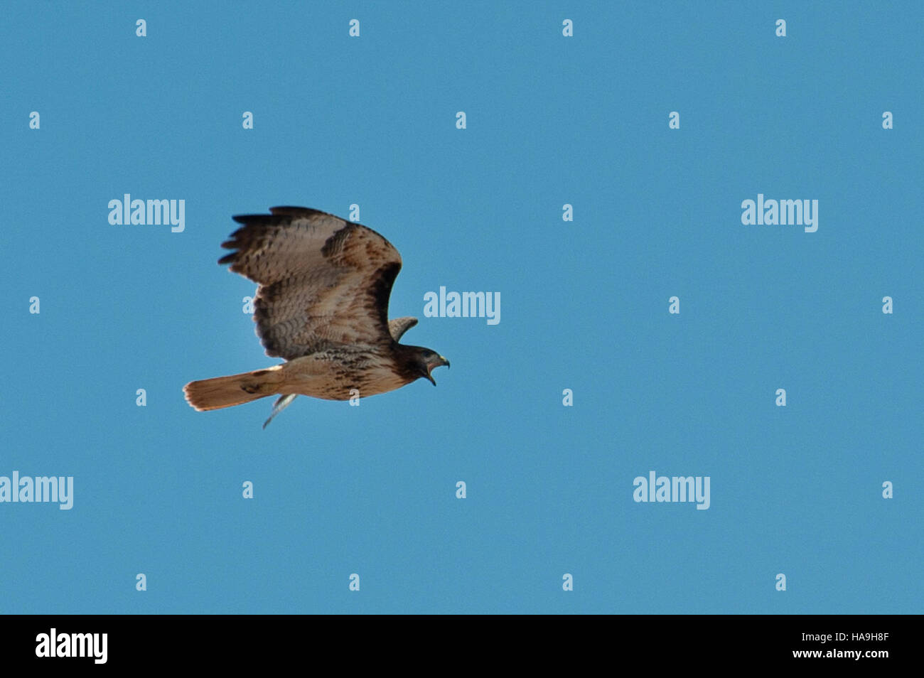 The Red-tailed Hawk, a key predator in Canyonlands National Park, plays ...