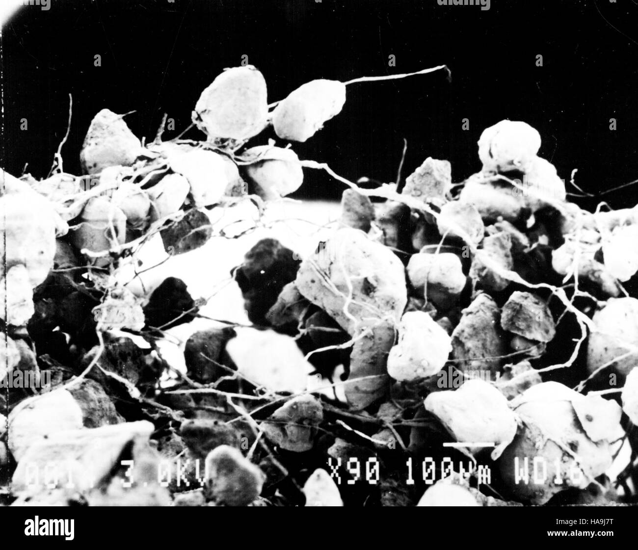 Sand habitats Black and White Stock Photos & Images - Alamy