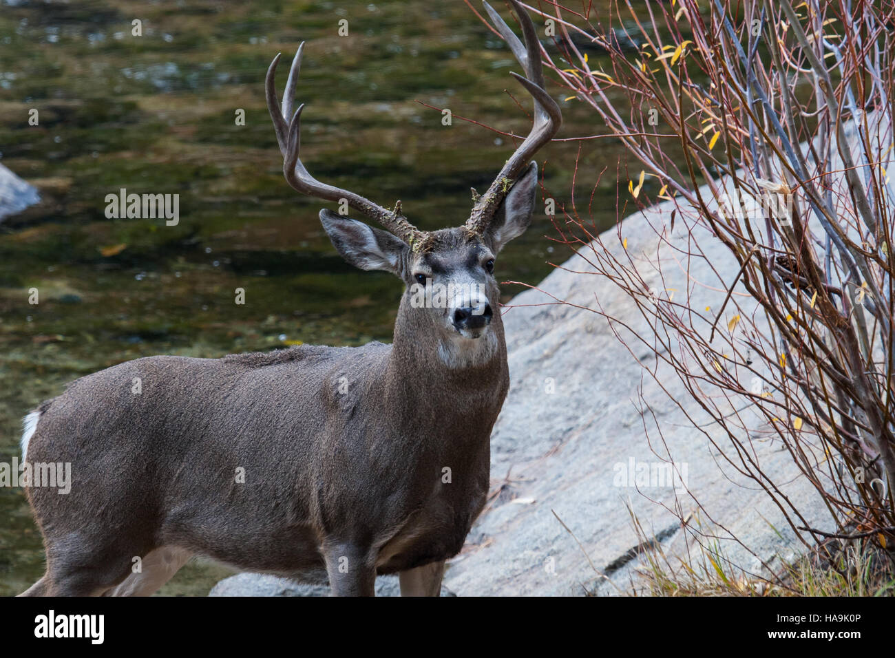 Deer (Buck) (Odocoileus hemionus) alongside the merced river in ...