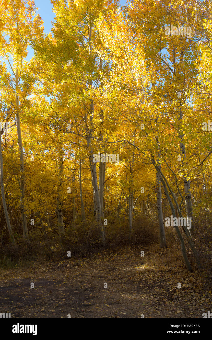 Backlit Aspen trees glowing with golden color in the fall Stock Photo ...