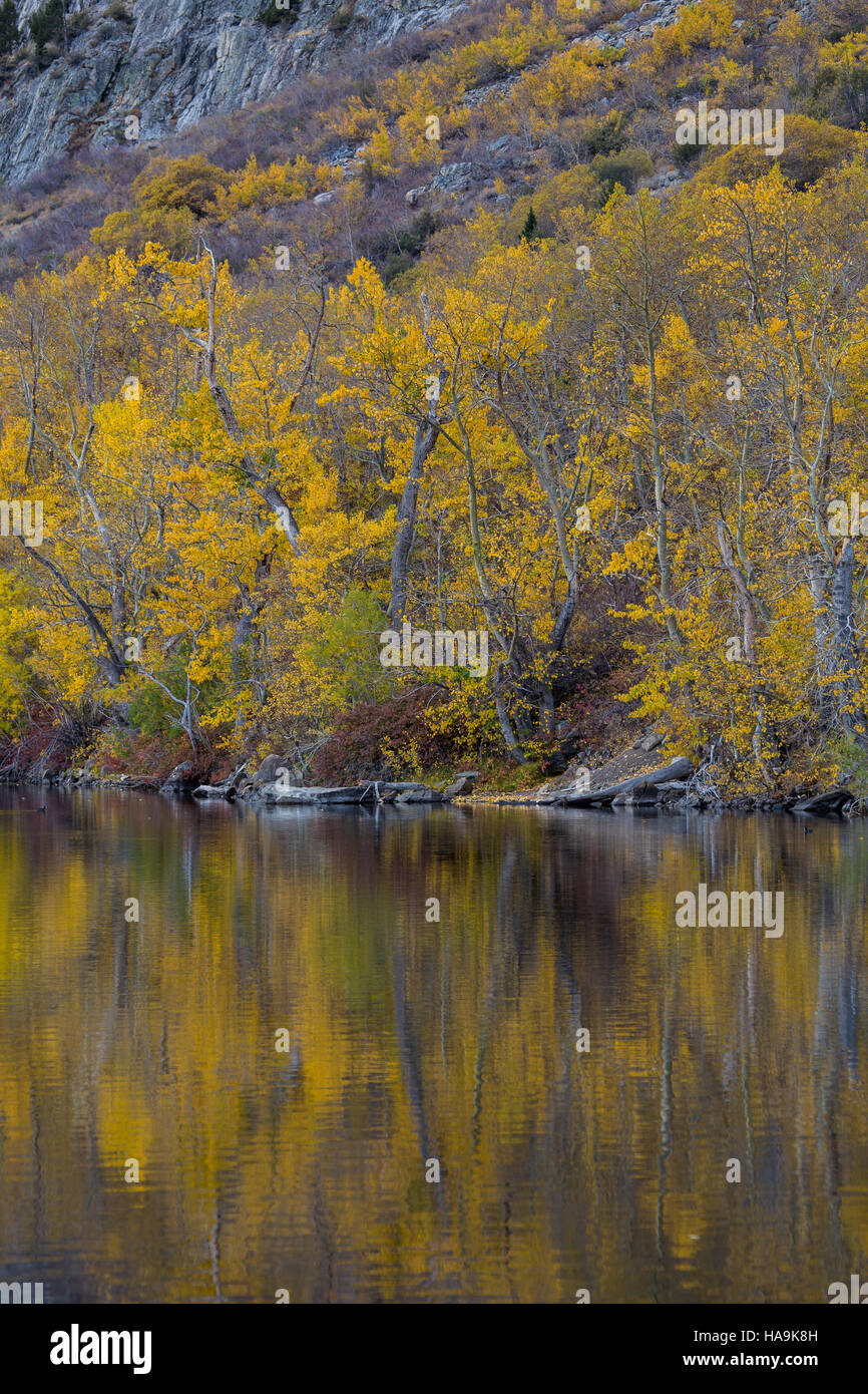 Fall colors reflected on Silver lake part of the June lake loop in the ...
