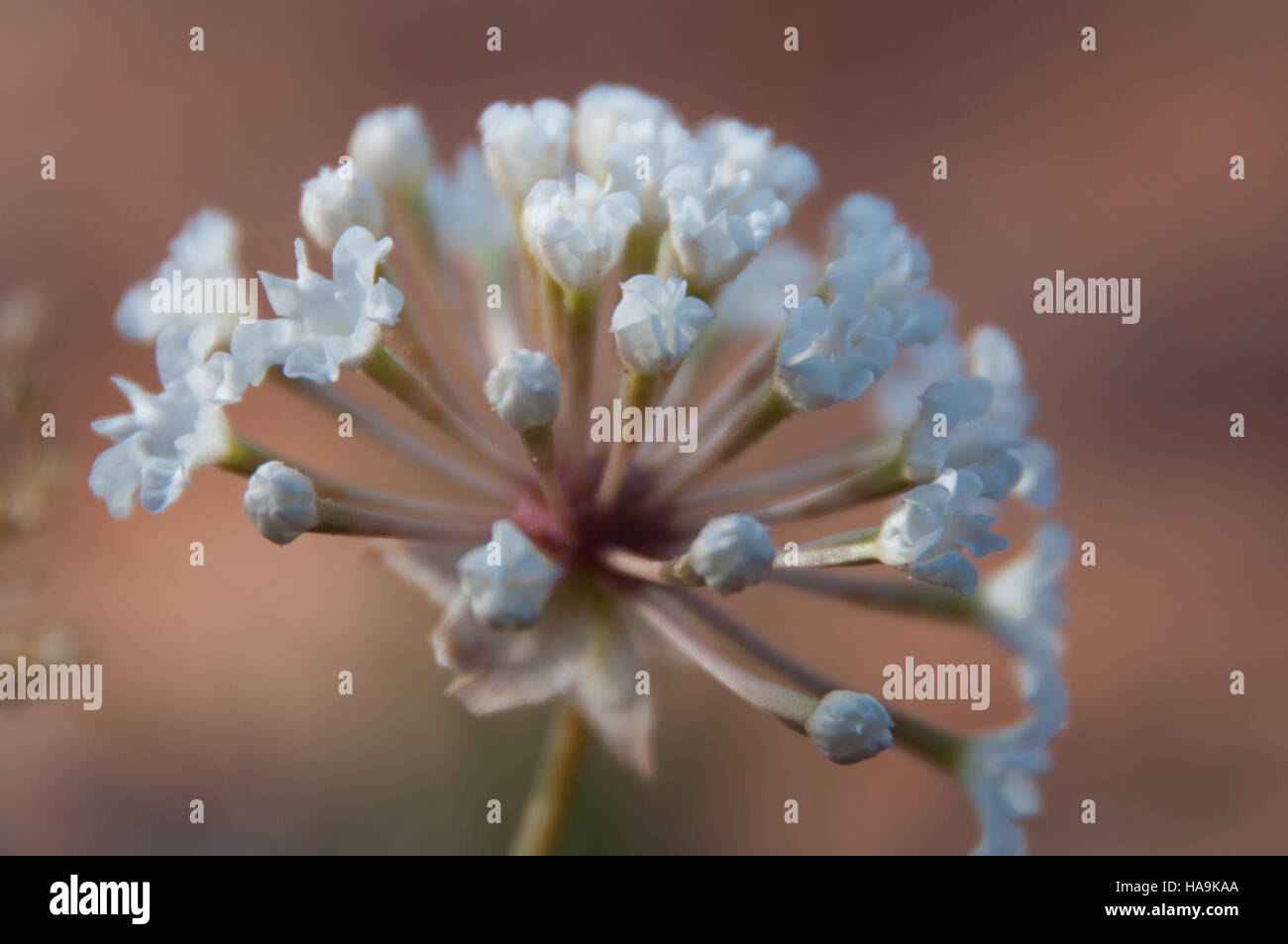 A close-up image of the Sand Verbena (Abronia fragrans) blooming in ...
