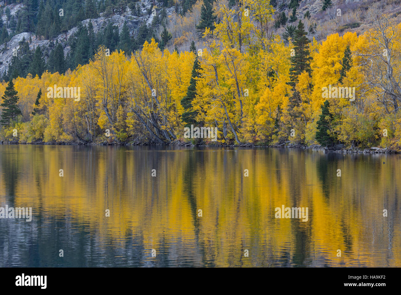 Fall colors reflected on Silver lake part of the June lake loop in the ...