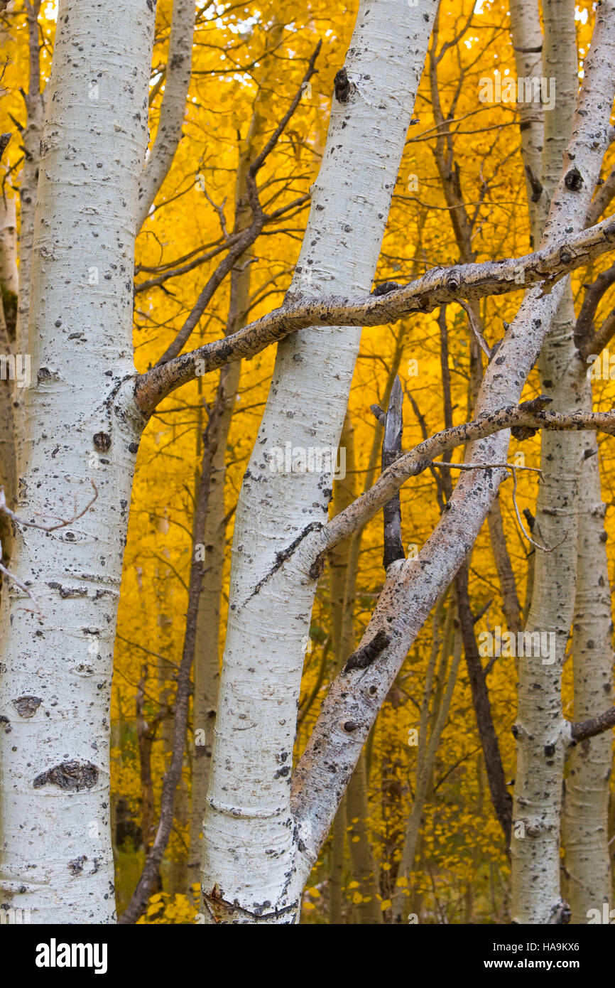 Backlit Aspen trees glowing with golden color in the fall Stock Photo ...