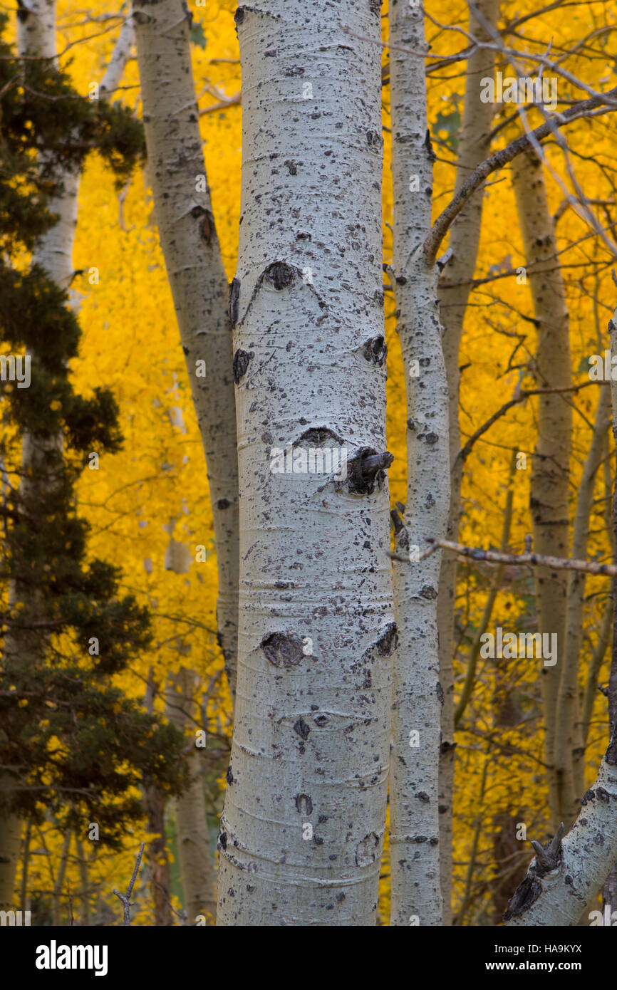 Backlit Aspen trees glowing with golden color in the fall Stock Photo ...