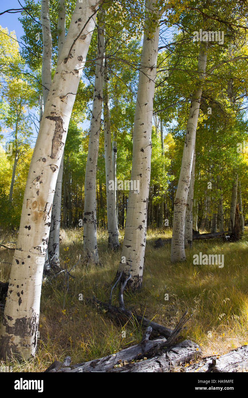 Aspen grove of trees starting to change color in early fall Stock Photo ...